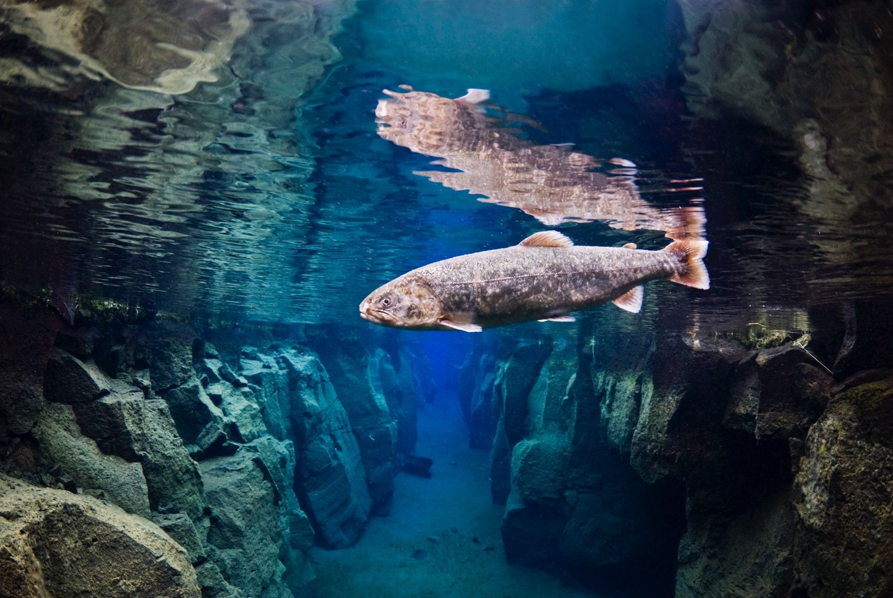 Dive Site Nesgjá - dive site - DIVE.IS - Iceland