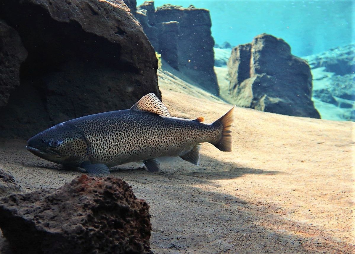 Dive Site Silfra in Thingvellir National Park, Iceland - DIVE.IS - Silfra