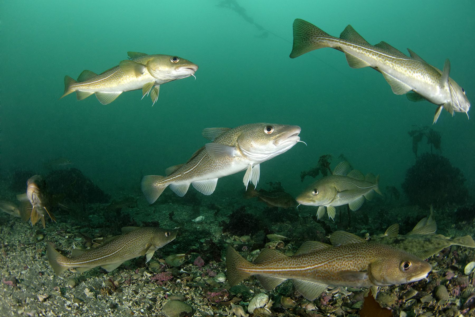 Cod Spawning Expedition: Multiple Day Diving Tour - DIVE.IS - Iceland