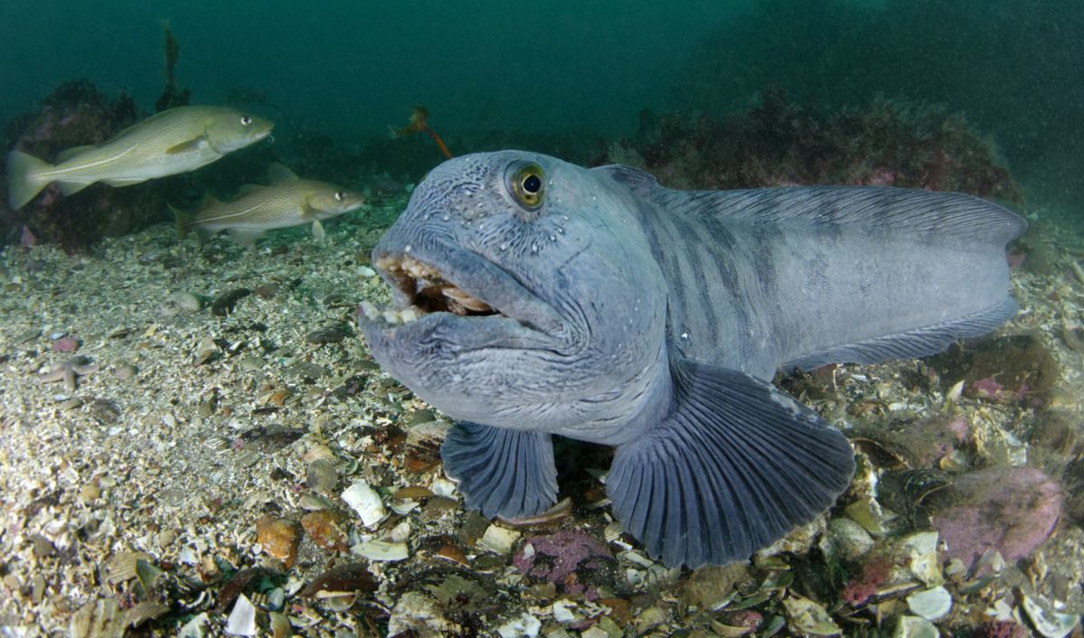 3-Day Reykjavik Dive Tour - DIVE.IS - Iceland