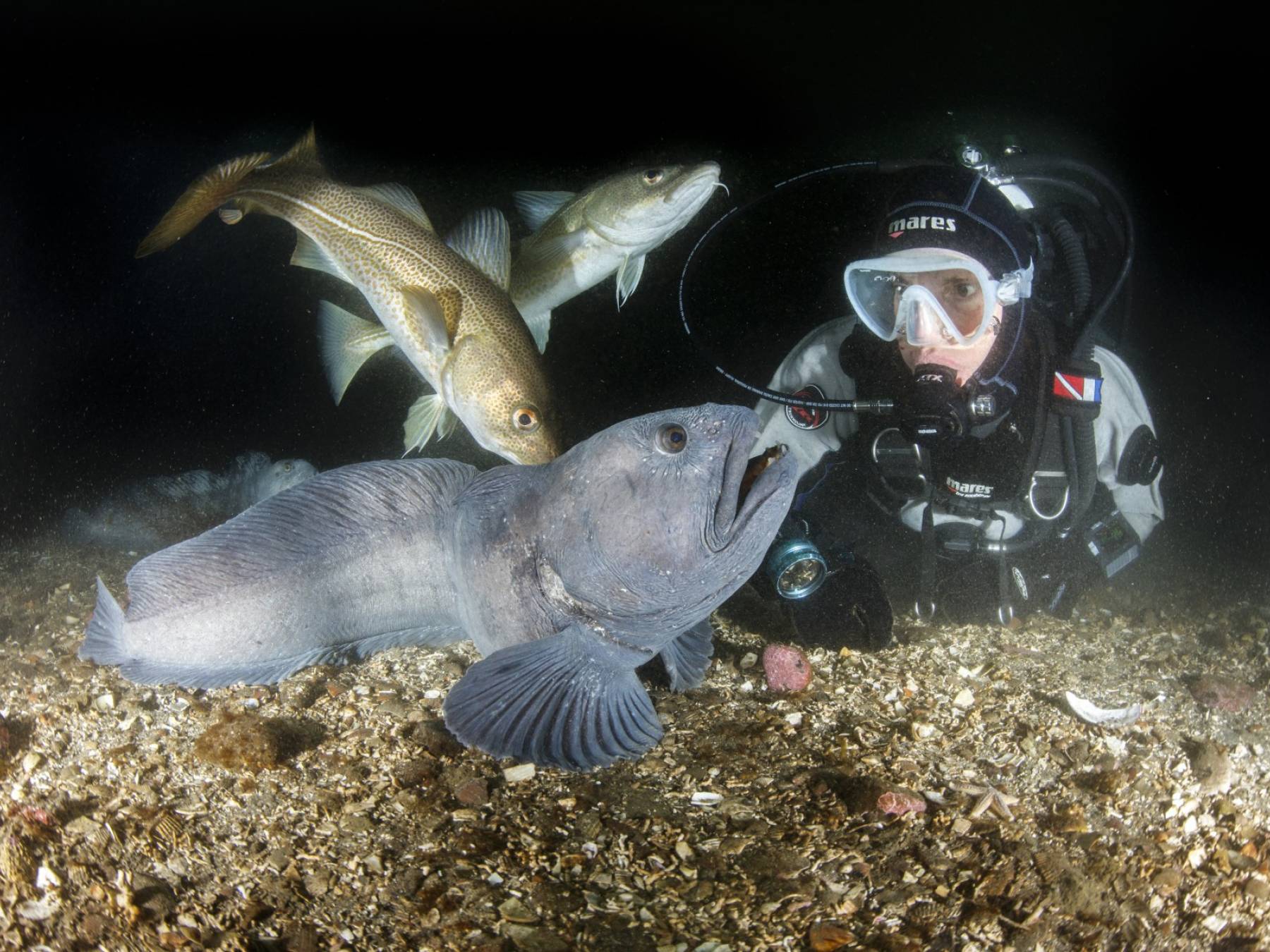 DIVE.IS - PADI 5 Star Dive Center Iceland - Scuba Diving & Snorkeling